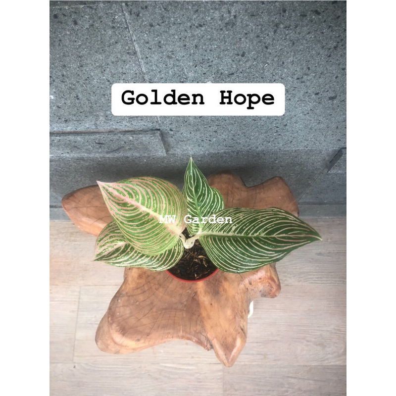 Jual Aglaonema Golden Hope | Shopee Indonesia