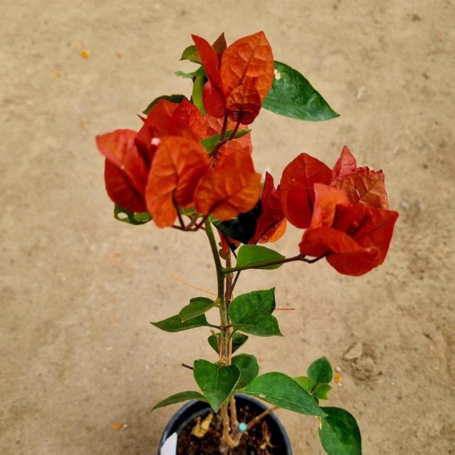 Jual Bougenville Import Bunga Kertas Import Original Kip Only