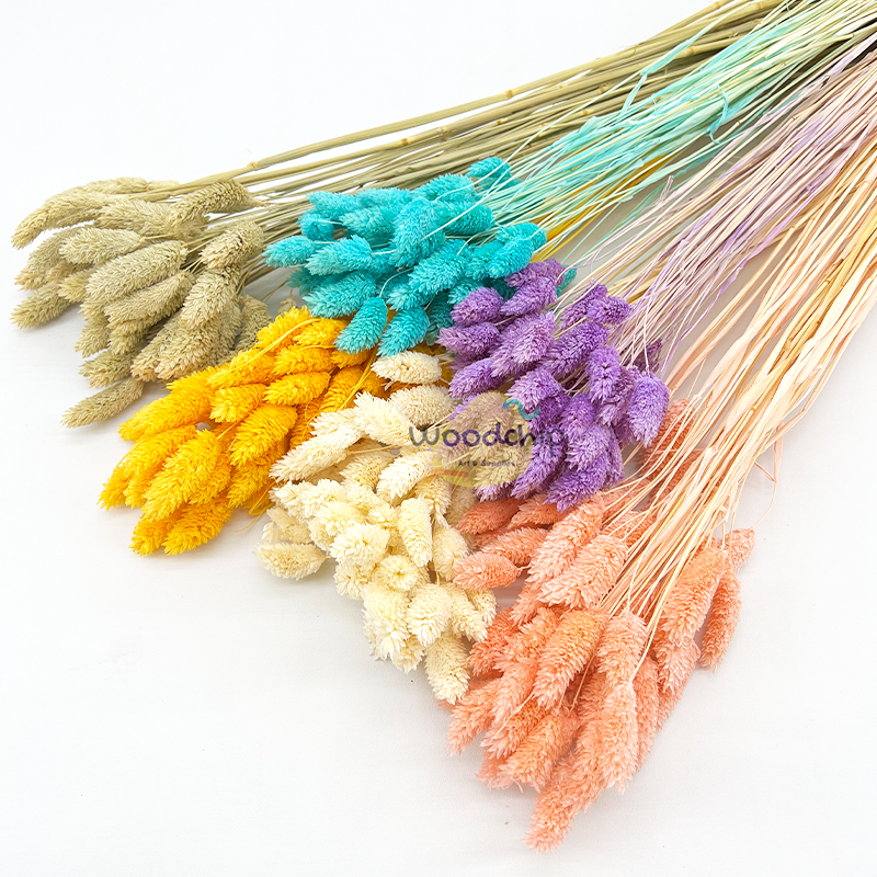 Jual [10 tangkai] PHALARIS ECER 10 TANGKAI DRIED FLOWER / BUNGA KERING ...