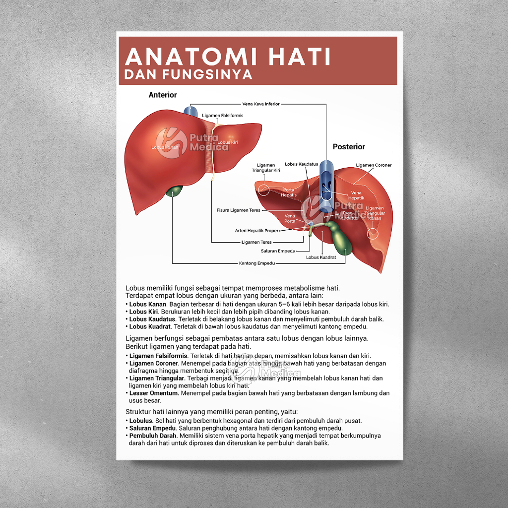 Jual Poster Kesehatan Anatomi Hati Manusia A3+ / Gambar Edukasi ...