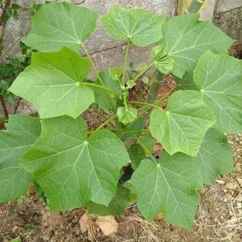 Jual Daun Pagar Jarak Segar Pereda Panas Anak isi 5 Lembar | Shopee ...