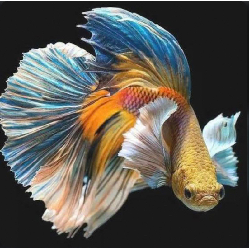 Jual cupang hm cendolan warna bagus, size S+-M, bahan terbaik | Shopee ...