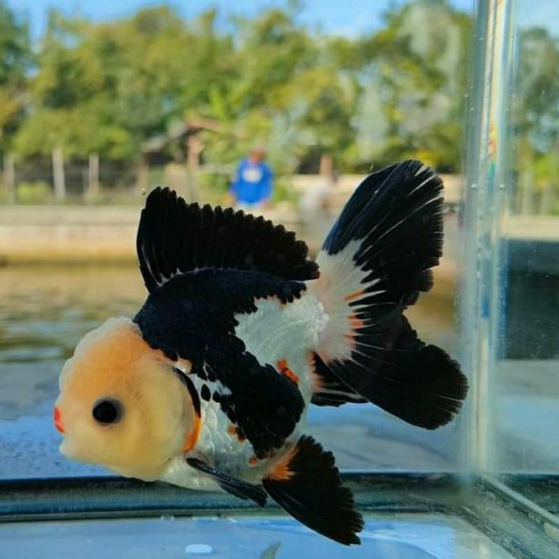 Jual ikan mas koki panda goldfish / ikan mas koky panda fish ori panda ...