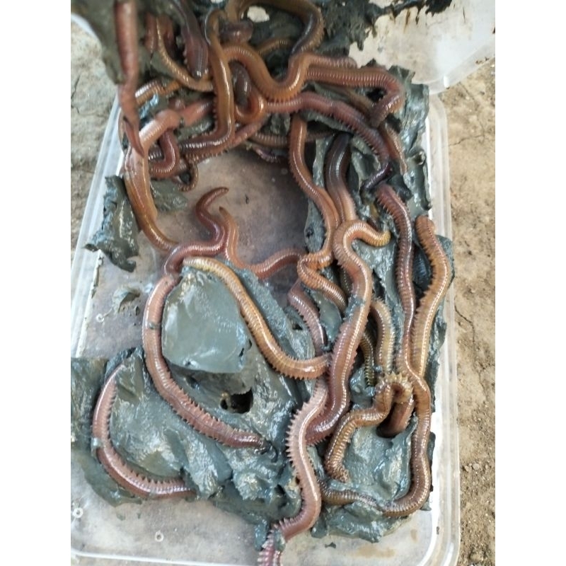 Jual cacing laut | Shopee Indonesia