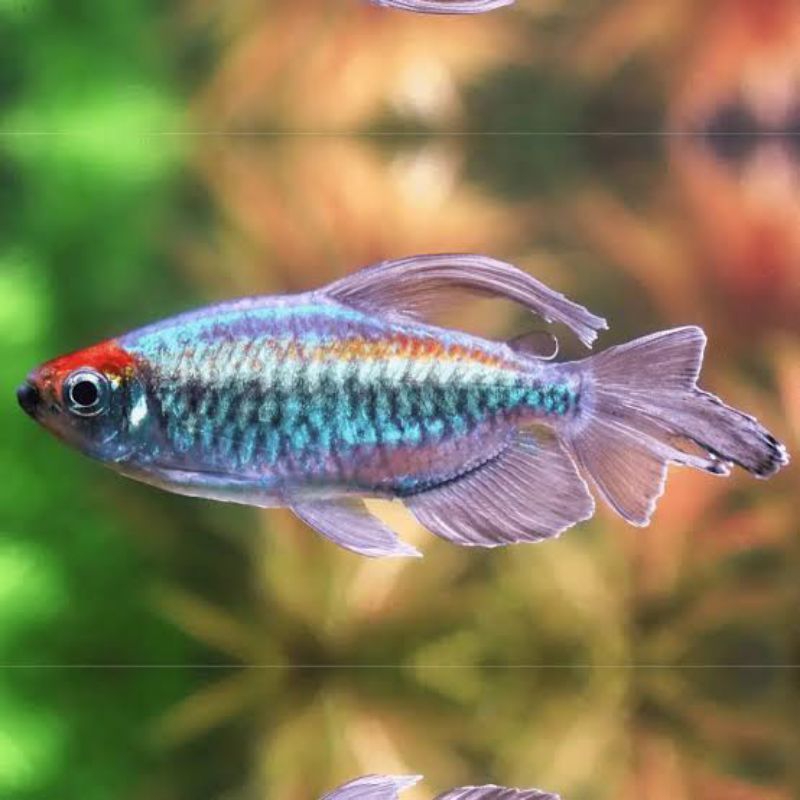 Jual Hiasan Aquarium Ikan Congo Tetra | Shopee Indonesia