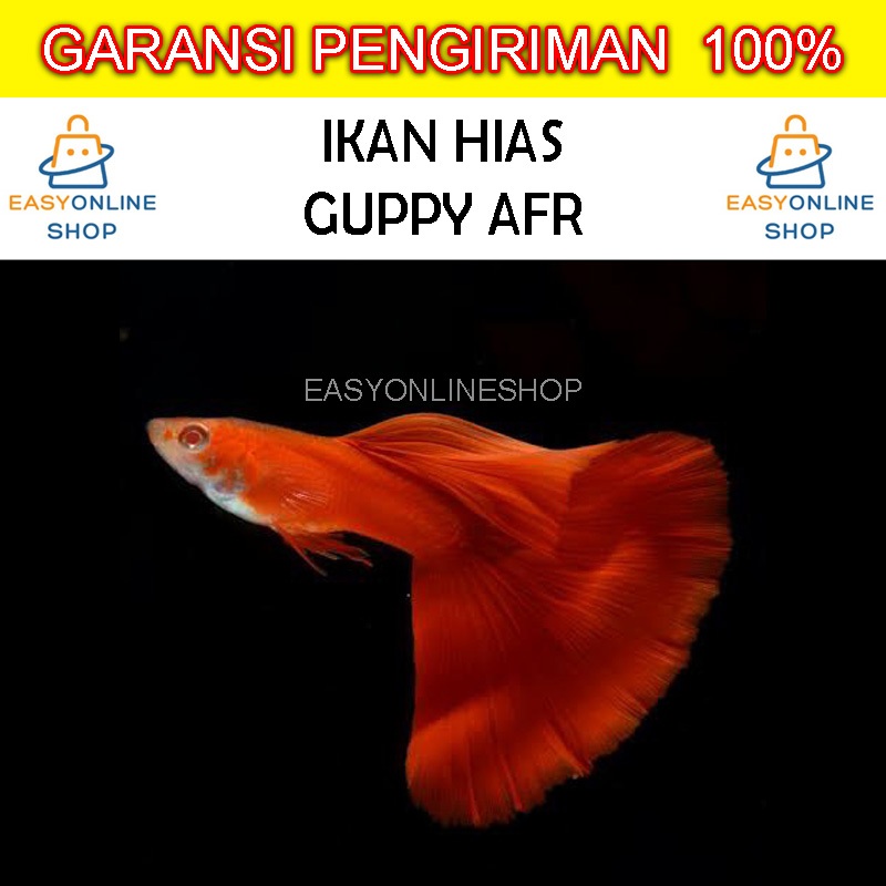 Jual Guppy AFR Albino Full Red | Shopee Indonesia