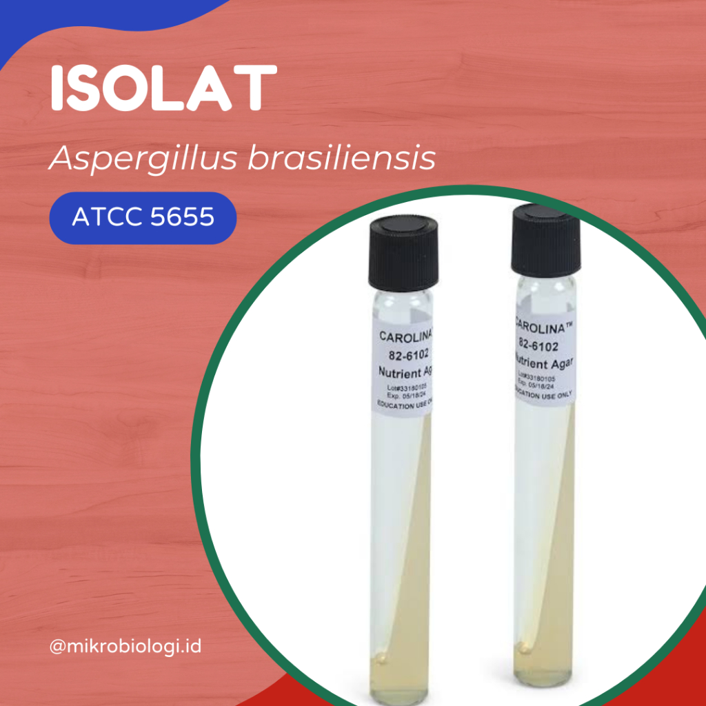 Jual Isolat kapang Aspergillus brasiliensis | Shopee Indonesia
