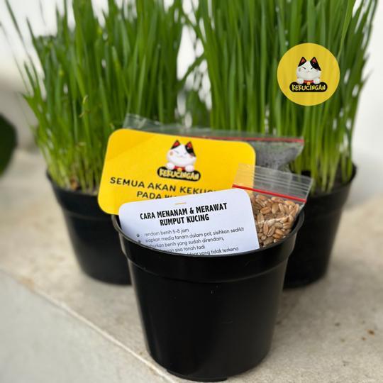 Jual Rumput Kucing Paket Tanam Benih Gandum Wheatgrass Premium Obat ...