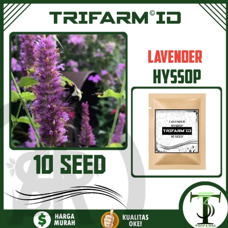 Jual TRIFARM 10 Biji Benih Bibit Bunga Lavender Hyssop Kemasan Sachet ...