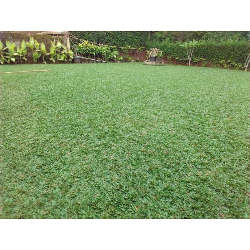 Jual Rumput Gajah Mini Hijau 6 Meter Persegi Shopee Indonesia