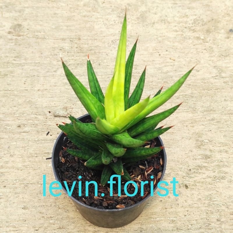 Jual Sansevieria gracilis mutasi / sansivera sansiviera gracilis ...