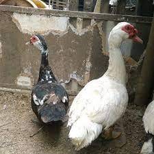 Jual Sepasang Bebek - Entok - Serati sepasang (jago ngos dan betina pro ...