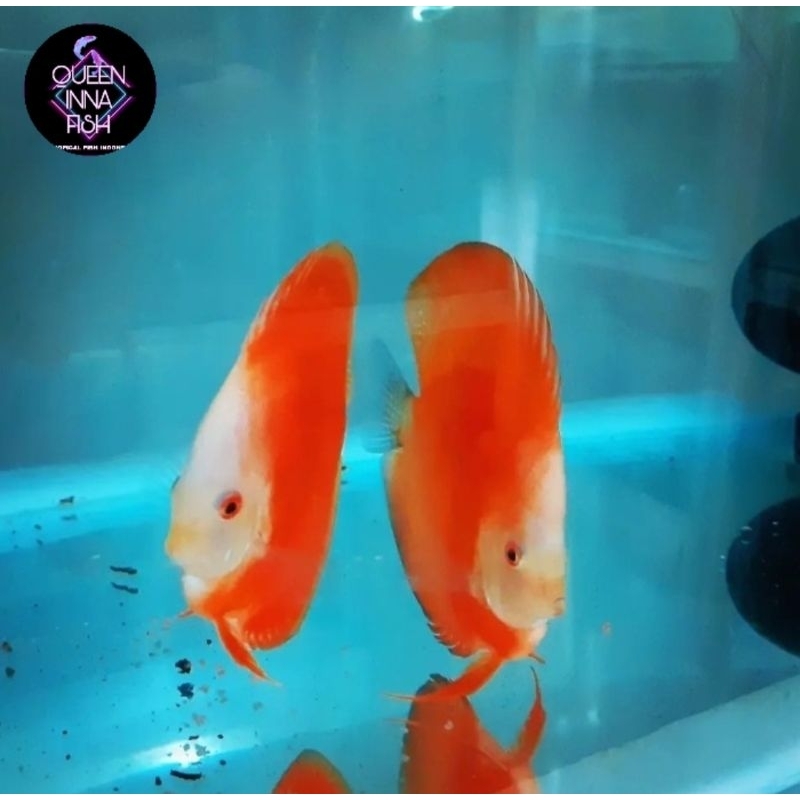 Jual Ikan Discus Red Melon 3 inch ( Discus Fish ) | Shopee Indonesia