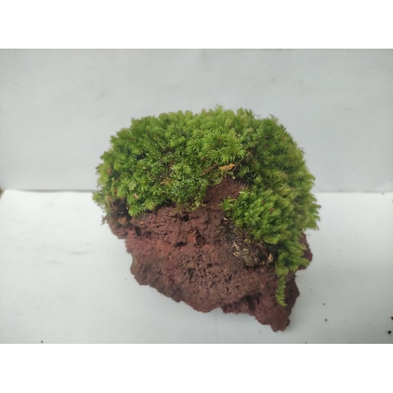 Jual batu lava rock + Moss paludarium terarium aquascape | Shopee Indonesia