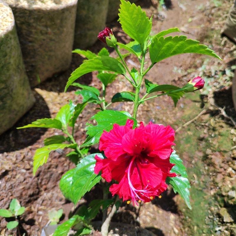 Jual kembang sepatu bunga merah tumpuk double tanaman hias Hibiscus ...
