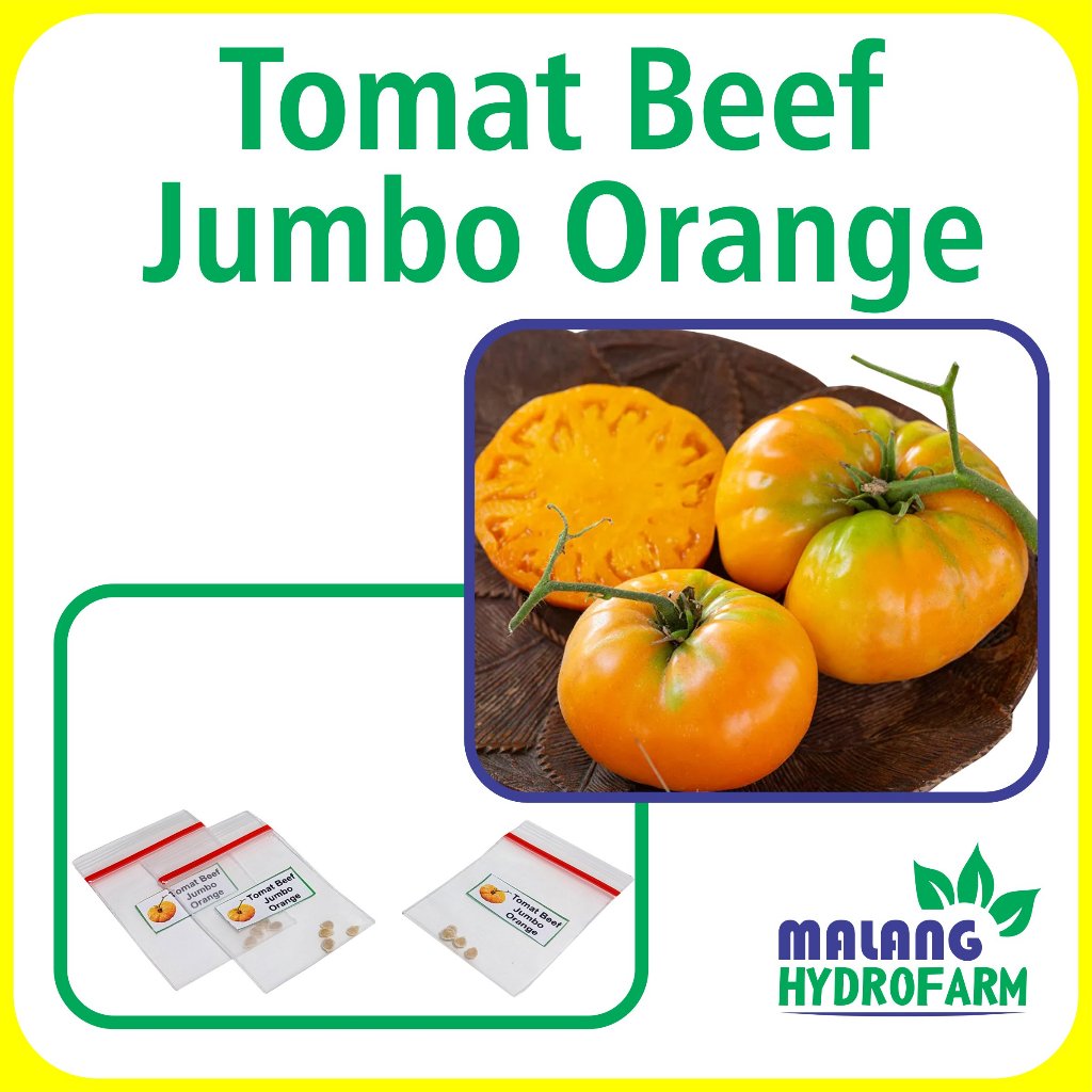 Jual Benih Tomat Beef Jumbo Orange Unggulan Berkualitas bibit biji ...