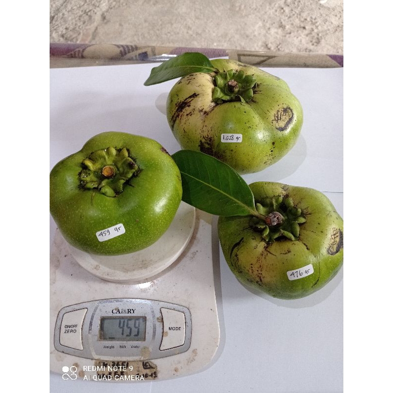 Jual Buah Blacksapote giant atau sawo hitam | Shopee Indonesia