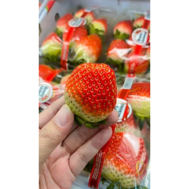 Jual strawberry Korea fresh 330 gram / Korean strawberry pack 330 gram ...