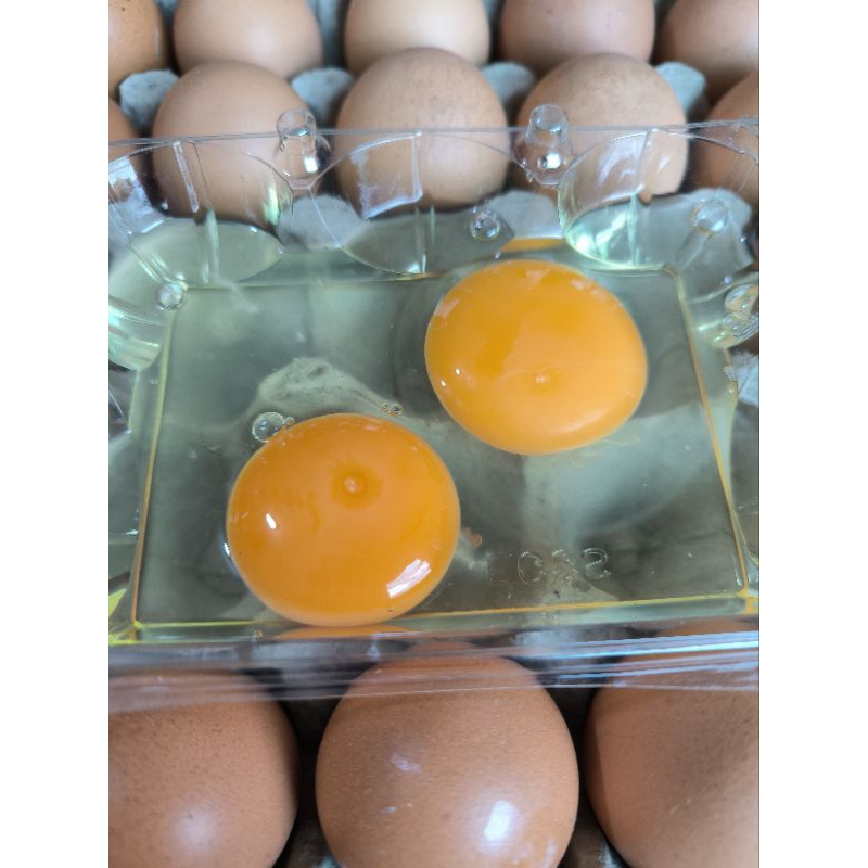 Jual Bakaranandia - Abt Telur Ayam Omega 3 1 Tray Isi 30 Butir - Fresh ...