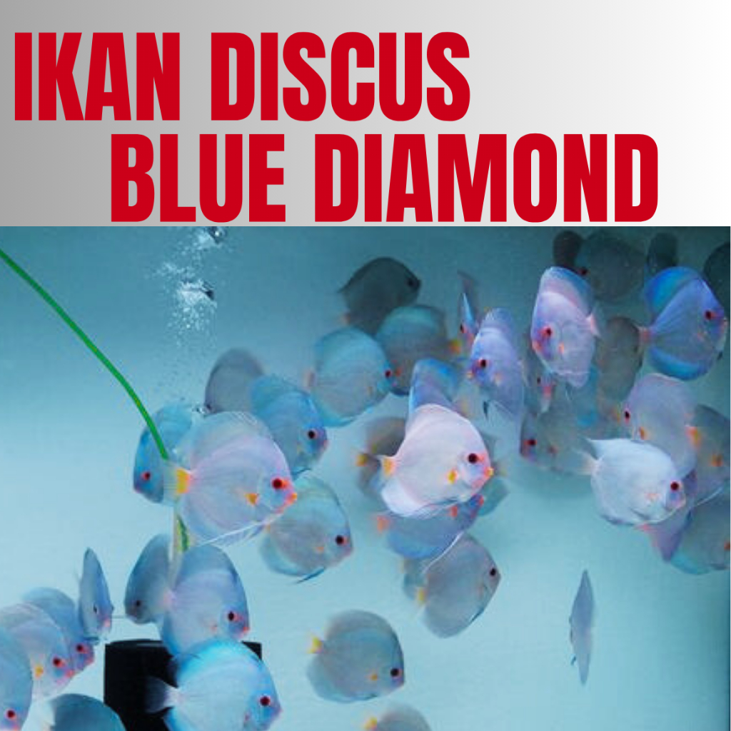 Jual IKAN DISCUS BLUE DIAMOND UKURAN 2 INCHI | Shopee Indonesia
