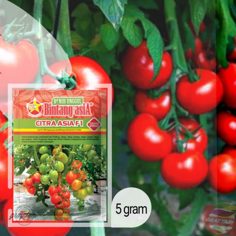 Jual Benih Bibit Tomat Citra Asia F1 Merek Bintang Asia (5 Gram ...