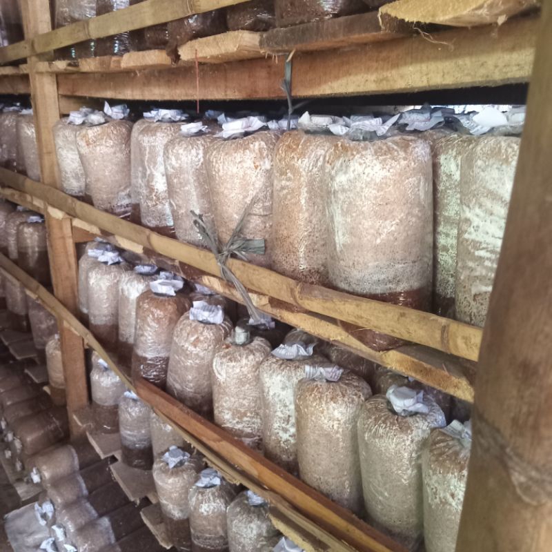 Jual jamur tiram baglog super siap panen | Shopee Indonesia