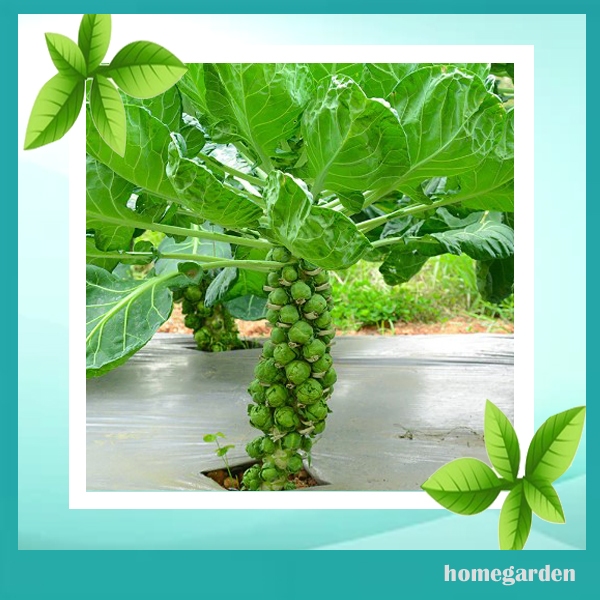 Jual Benih Kol Brussel Bibit Kol Mini Benih Kubis MIni Brussel Tanaman ...