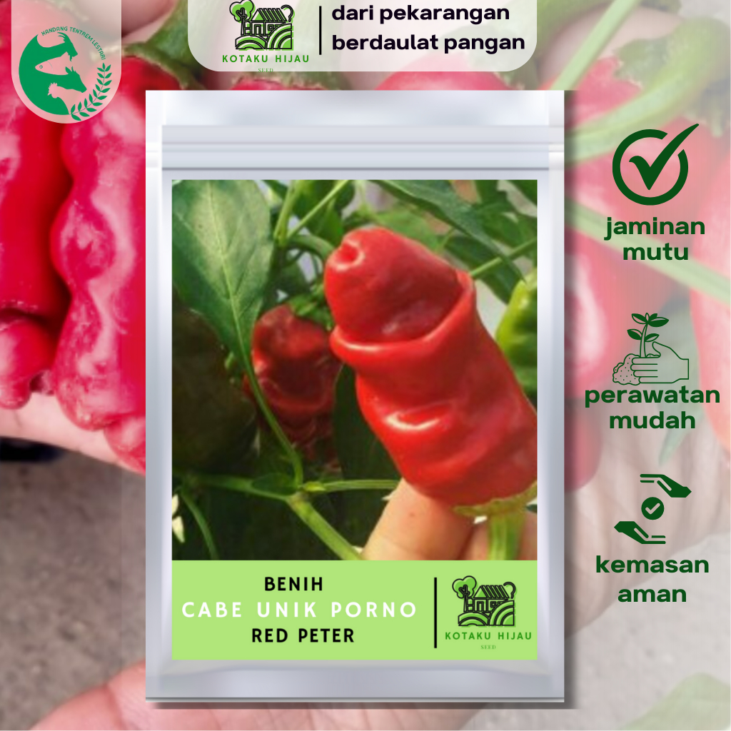 Jual 35 Biji Cabe Red Peter Pepper Unik Pedas KOTAKU HIJAU | Shopee ...