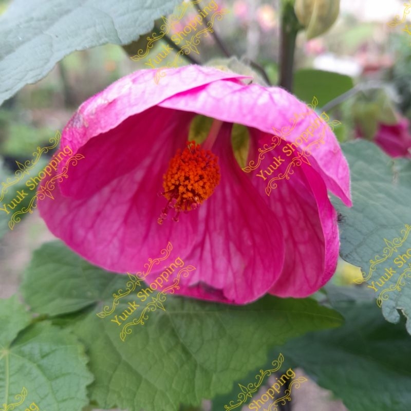 Jual Bibit Bunga Abutilon / Lentera Cina / Maple Jawa / Bunga lebah ...