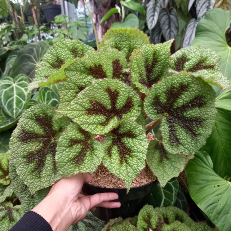 Jual Tanaman Hias Bunga Begonia Iron Cross Tanaman Hidup Indoor Daun ...