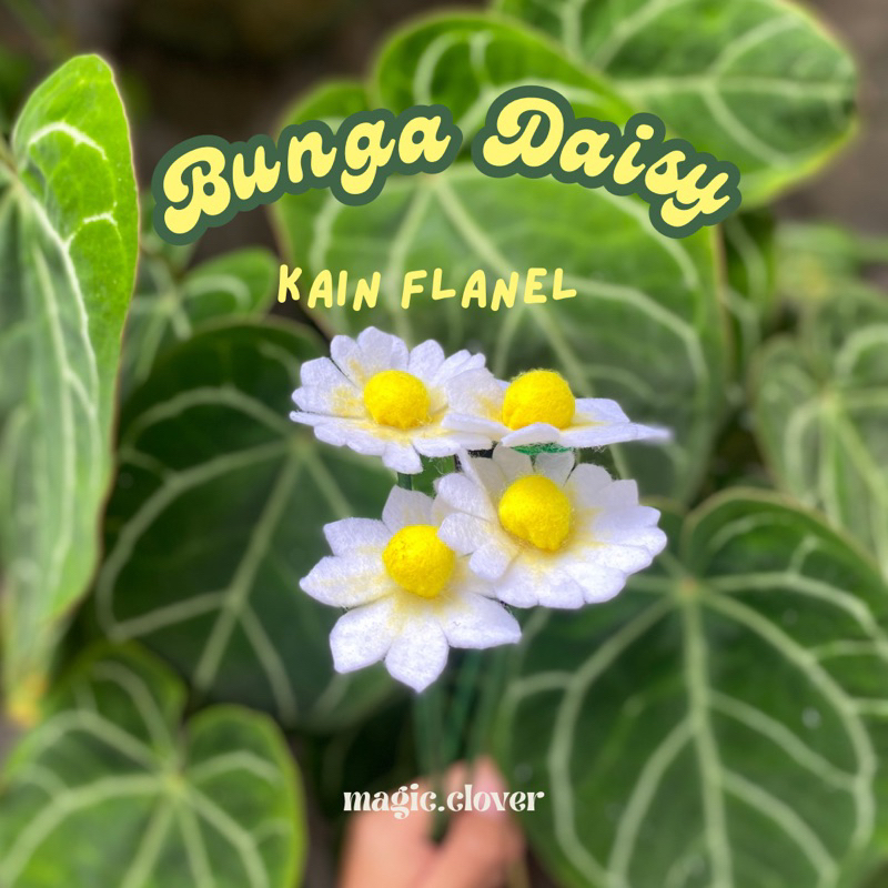 Jual BUNGA DAISY | BUNGA FLANEL | BUNGA ASTER | harga per 1 tangkai ...