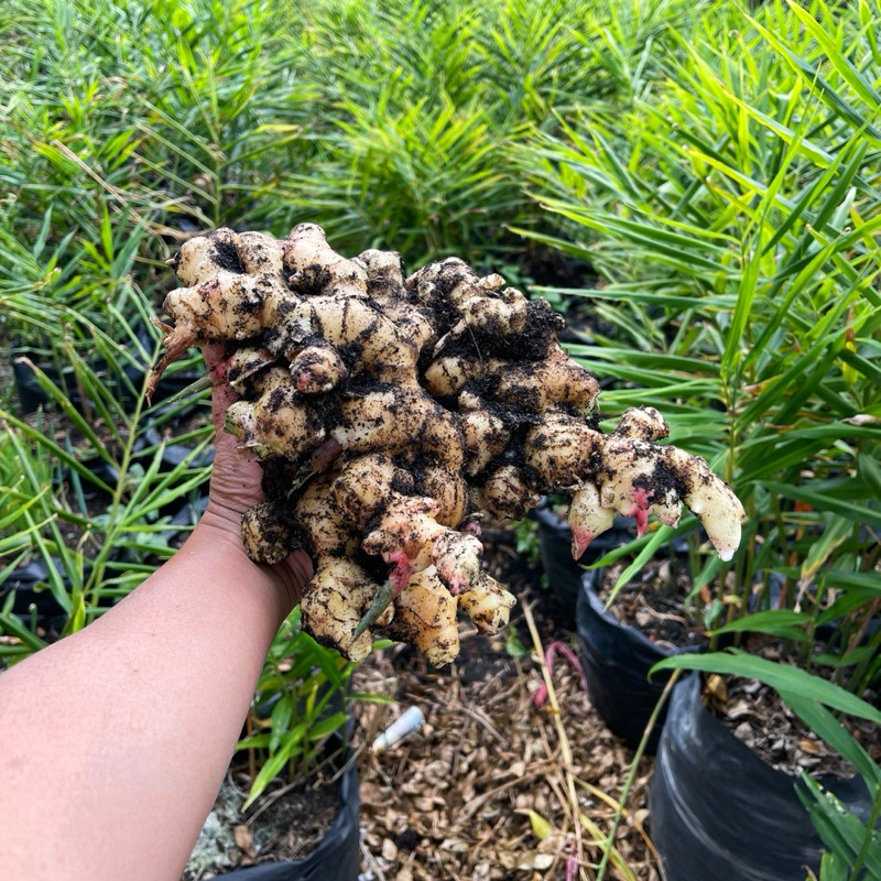 Jual Bibit Jahe Gajah Tanaman Herbal Benih Jahe Putih Besar Isi 2-3 ...