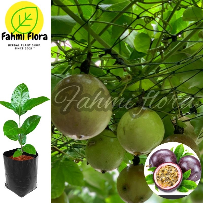Jual Markisa ungu (passiflora edulis sims) | Shopee Indonesia