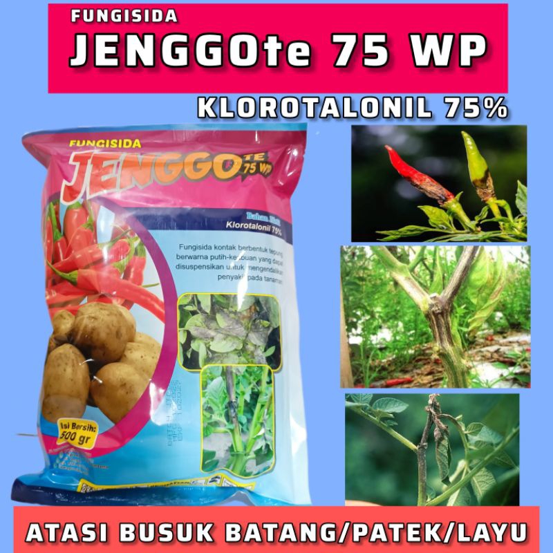Jual FUNGISIDA KLOROTALONIL JENGGO 75 WP KEMASAN 500 GRAM /BUSUK BATANG ...