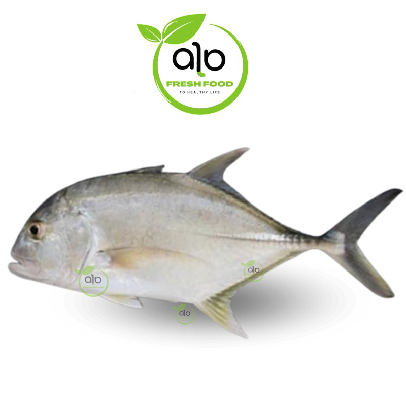 Jual Ikan Kuwe Segar Ikan Kue Ikan Kuwe GT Ikan Aji aji - ALO Fresh Food | Shopee Indonesia
