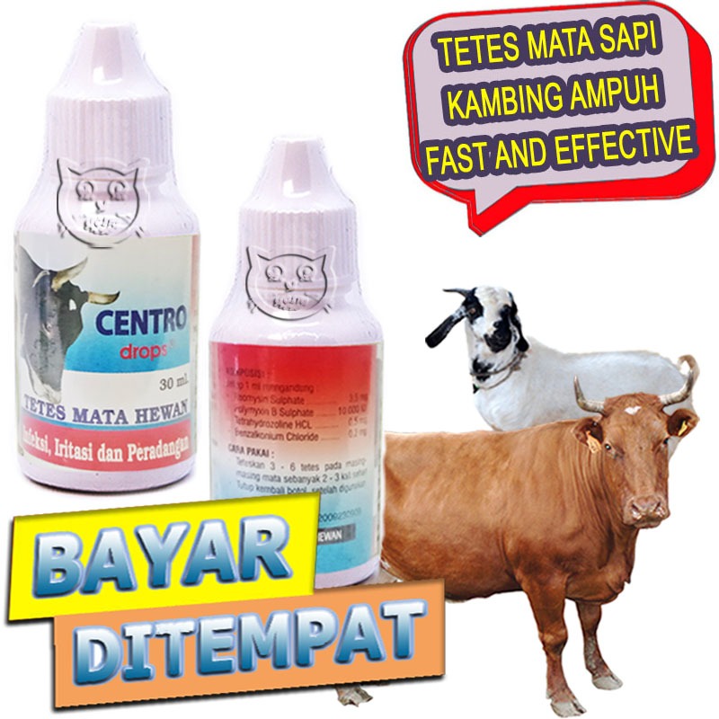 Jual Centro Obat Mata Sapi Tetes Kambing Domba Kerbau Iritasi Merah ...