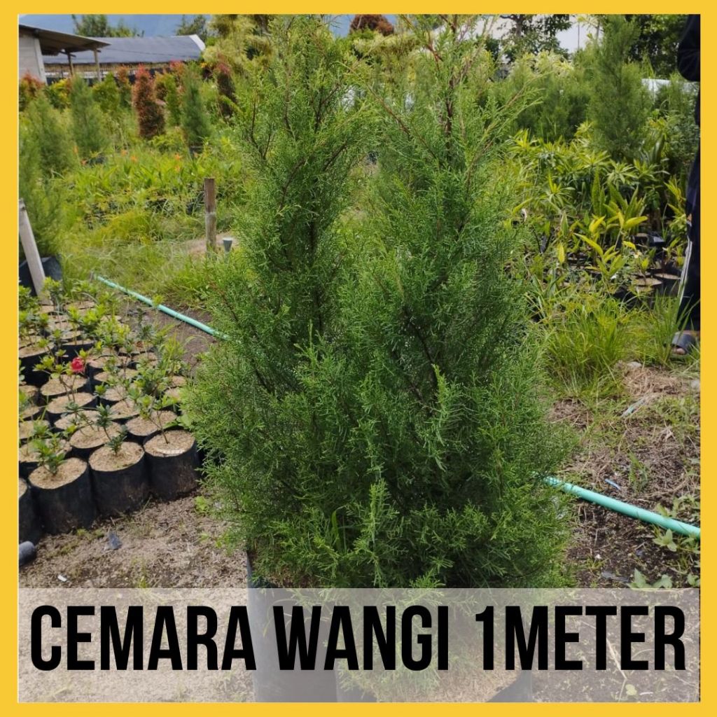 Jual Tanaman Cemara Wangi Rentes Tinggi 1 Meter / Pohon Cemara Rentes ...