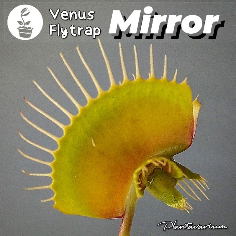 Jual Tanaman Karnivora Dionaea Muscipula Venus Flytrap VFT Mirror | Shopee Indonesia
