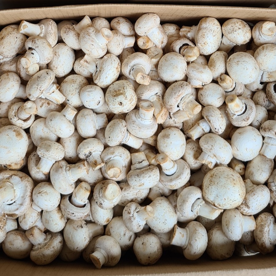 Jual Champignon Mushroom (KG) | Shopee Indonesia