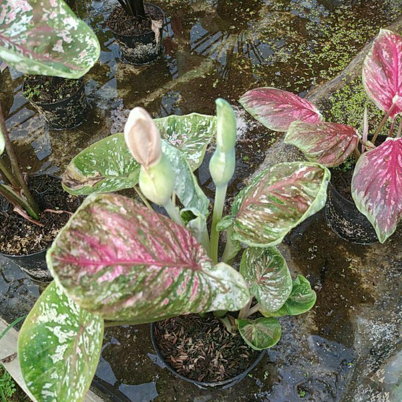 Jual caladium hybrid | Shopee Indonesia