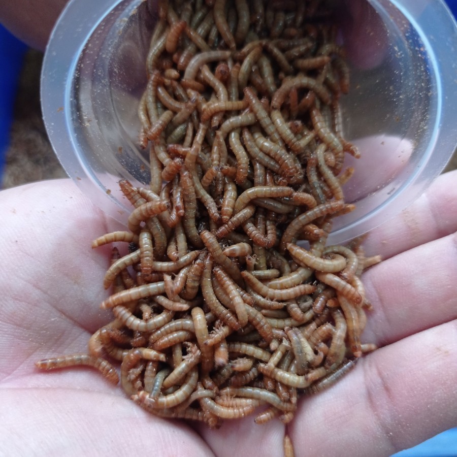 Jual KHUSUS OJOL Ulat Hongkong Hidup 100g Ulat Pakan Ikan Hias 100 Gram ...