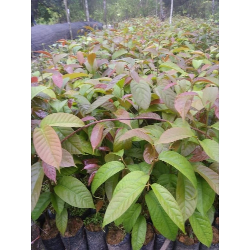 Jual Bibit Pohon Kayu Ulin/Pohon Besi, Kalimantan Timur | Shopee Indonesia