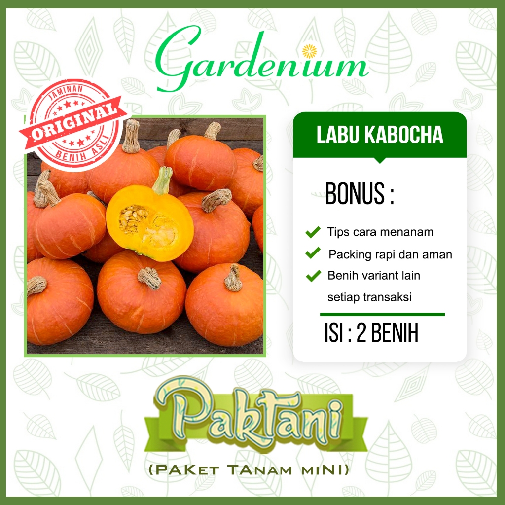 Jual 2 Benih Labu Kabocha F1 Hibrida Squash Jepang Tanaman Buah Paktani ...