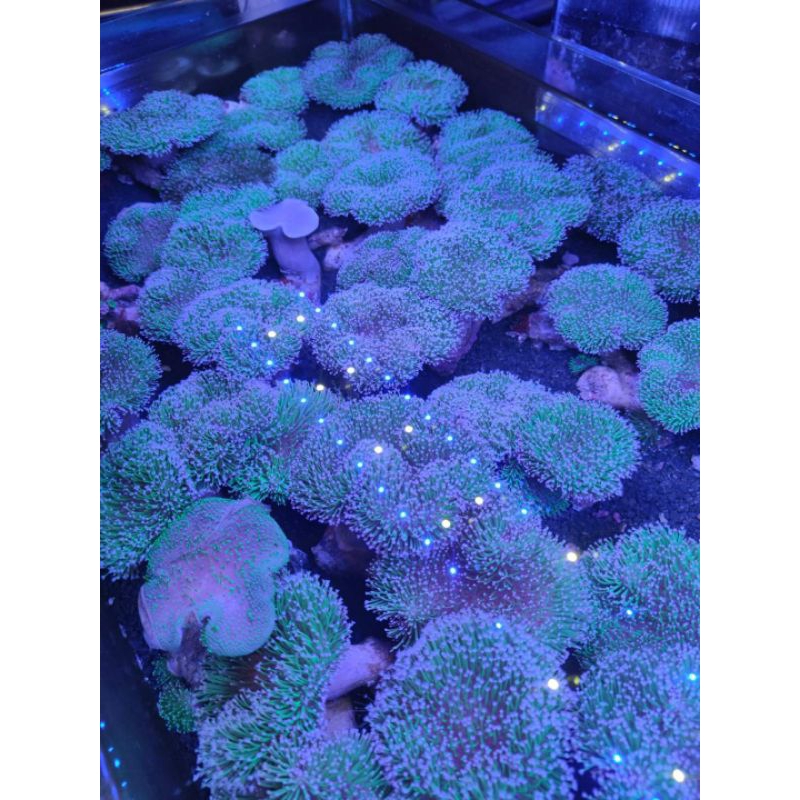 Jual Payungan Hijau White | Shopee Indonesia