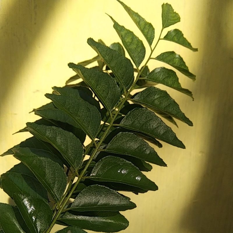 Jual Rempah Daun Kari Salam Koja Curry Leaves perpack | Shopee Indonesia