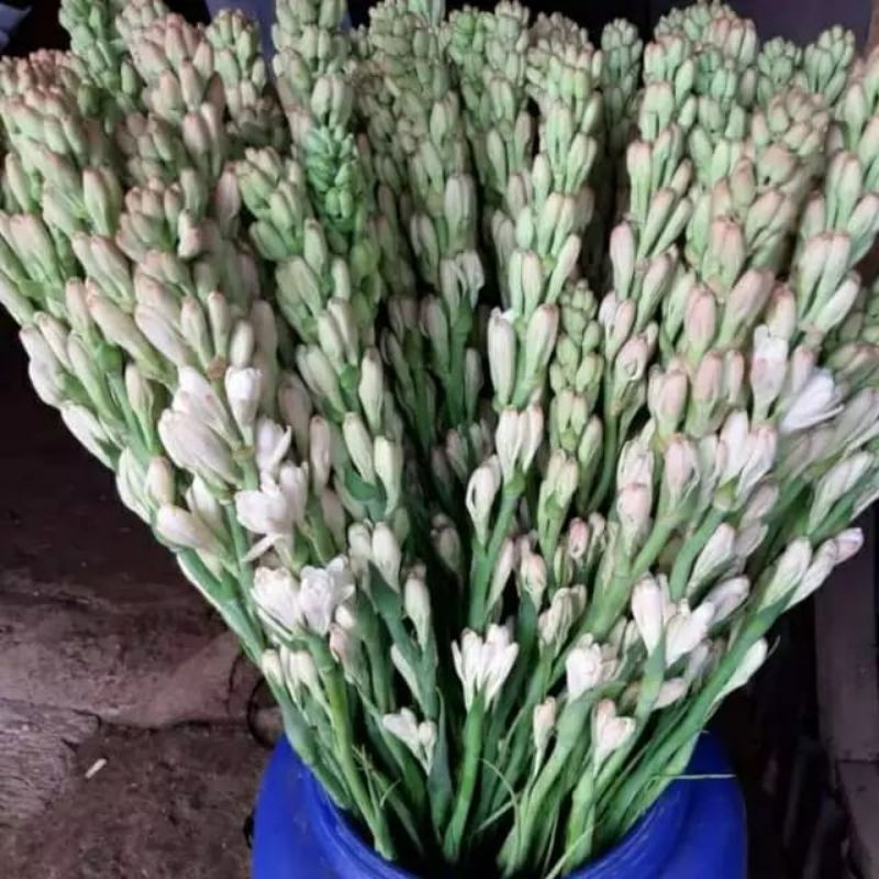 Jual FLORIST/BUNGA SEDAP MALEM 10 TANGKAI SUPER WANGI/BUNGA SEDAP MALAM ...