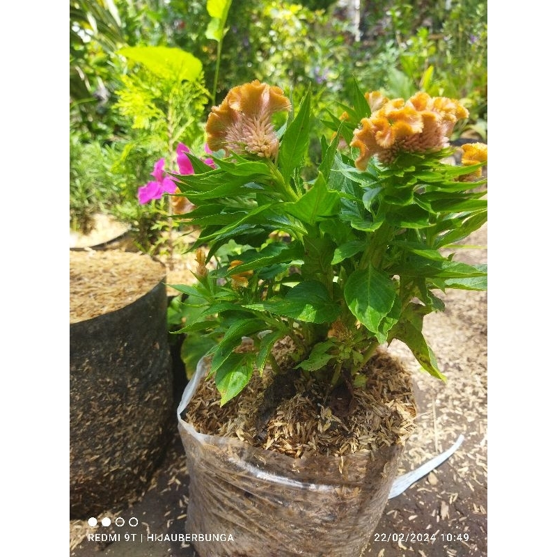 Jual bunga jengger ayam warna kuning | Shopee Indonesia