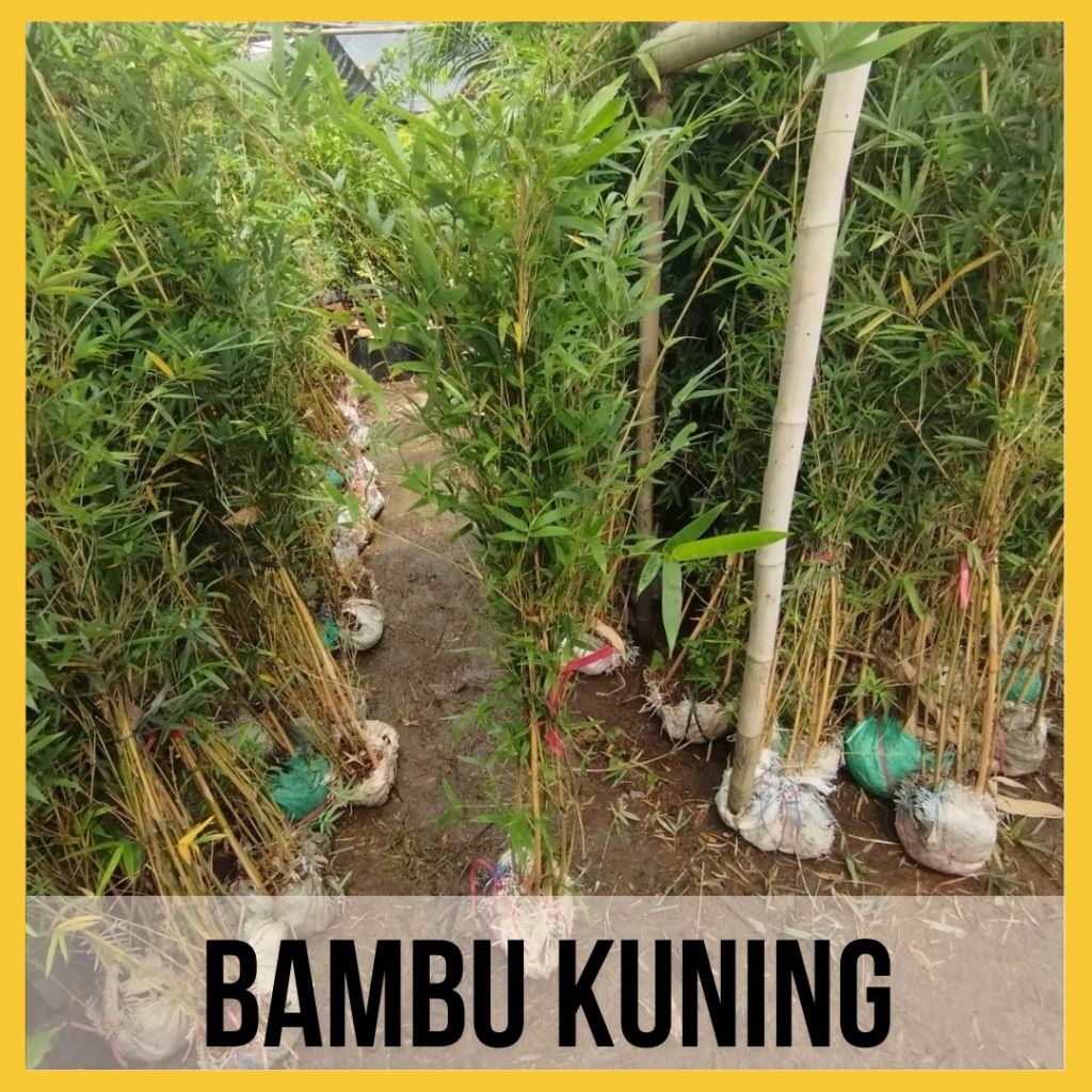 Jual Bibit Tanaman Hias Bambu Kuning Mini Bergaransi / Tanaman Pagar ...