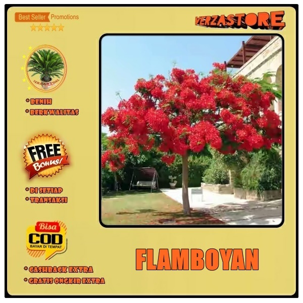 Jual biji benih bunga flamboyan /5 biji | Shopee Indonesia