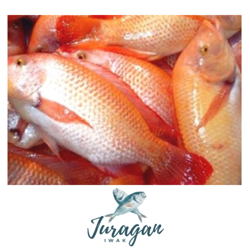 Jual Ikan Nila Segar 1 kg | Shopee Indonesia